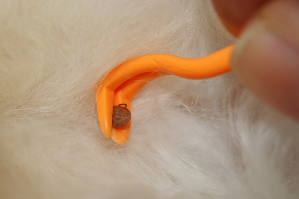 Tick Paralysis in dogs and cats - Briz-Vet